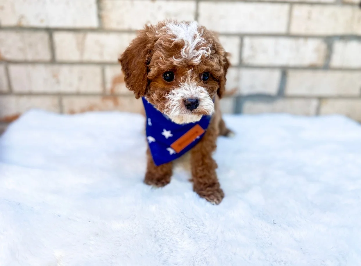 Doodles Of Oz - Kansas Dog Breeder - Bernedoodles, Aussie Doodles ...