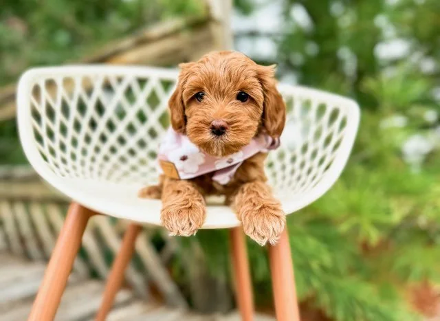 What's An Australian Cavoodle? - DOODLES OF OZ