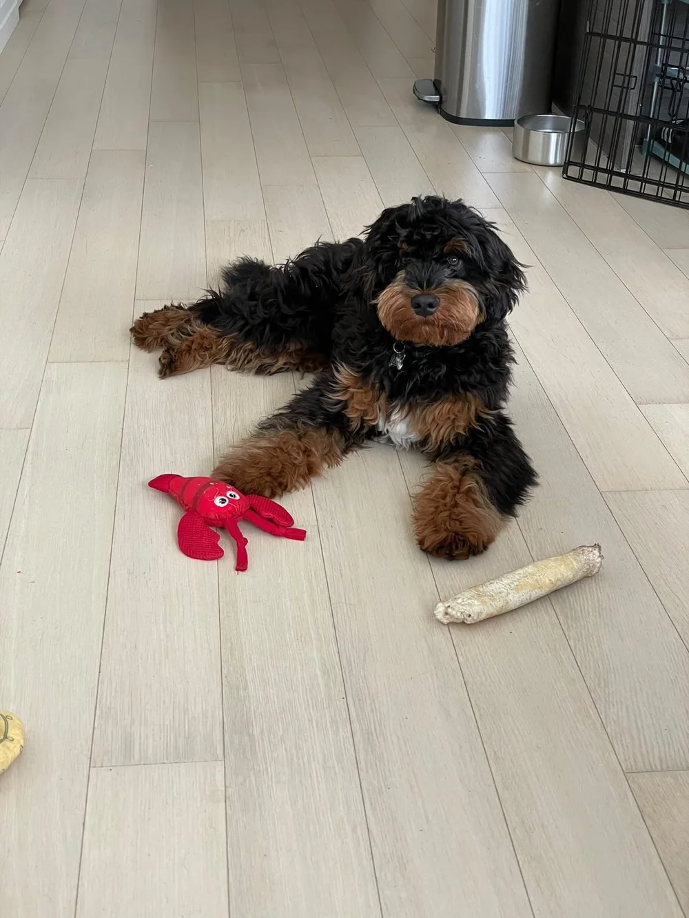 About Australian Bernedoodles - DOODLES OF OZ