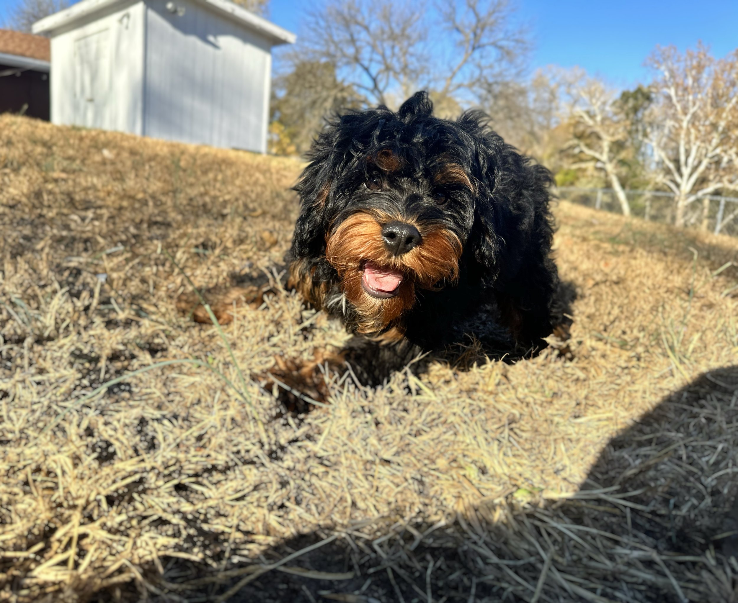 Cavapoos and Australian Cavoodles for Sale - DOODLES OF OZ