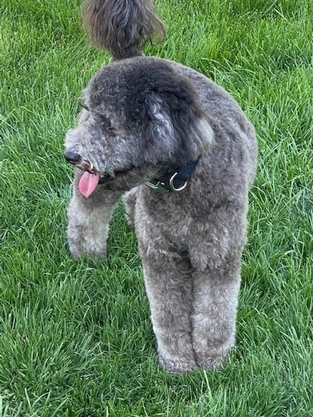 AUSTRALIAN LABRADOODLES - COLORS AND PATTERNS — DOODLES OF OZ