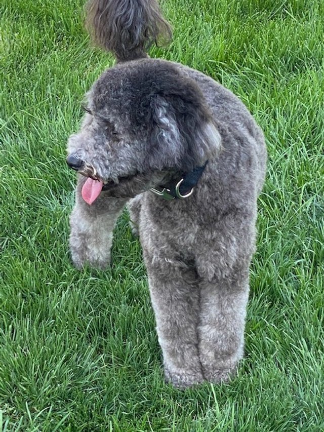 AUSTRALIAN LABRADOODLES - COLORS AND PATTERNS — DOODLES OF OZ