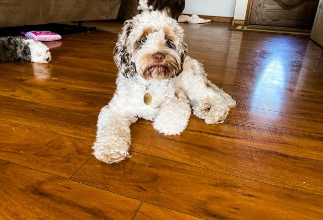 AUSTRALIAN LABRADOODLES - COLORS AND PATTERNS — DOODLES OF OZ