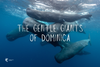 Swim with Sperm Whales in Dominica — DANCE WITH WHALES