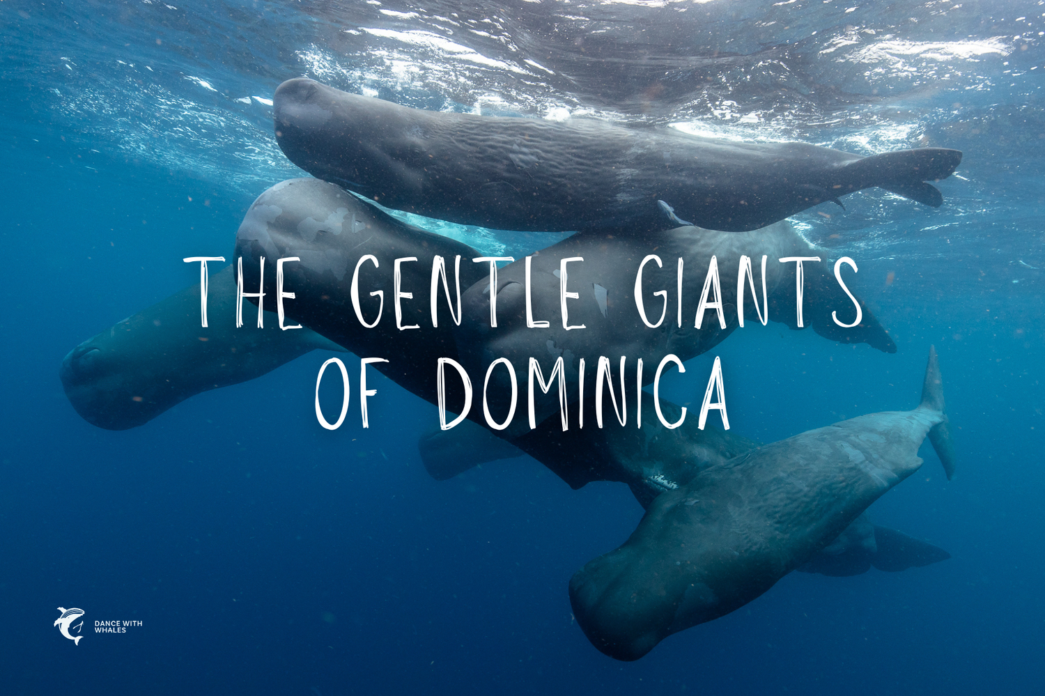 Swim with Sperm Whales in Dominica — DANCE WITH WHALES