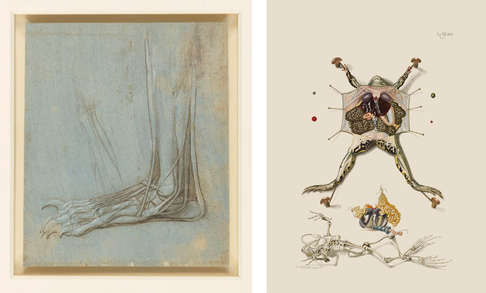 Écorché & Animal Anatomy — Écorché Studios
