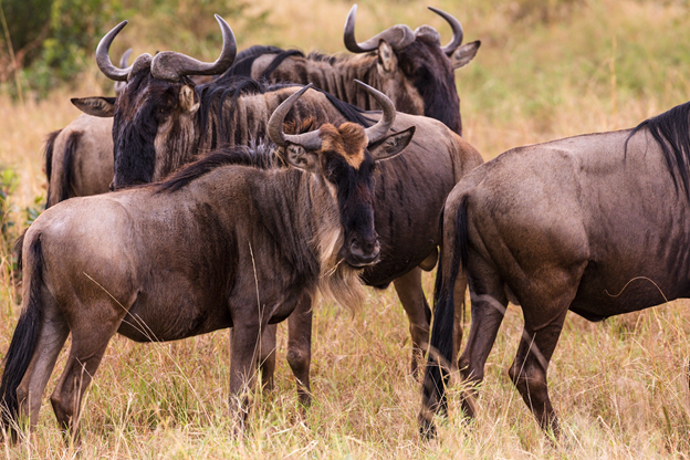 10 Facts About the Great Wildebeest Migration - Luxury Tanzania Safaris ...
