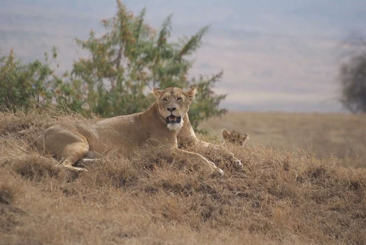Animals of Ngorongoro - Tanzania Safaris | Sababu Safaris