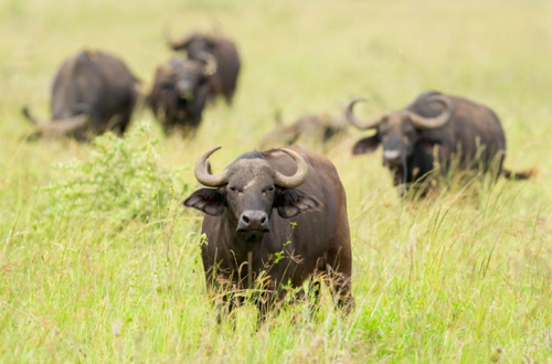 A List Of Funny Animal Group Names In Tanzania Tanzania Safaris Sababu Safaris a-list-of-funny-animal-group-names-in-tanzania-tanzania-safaris-sababu-safaris