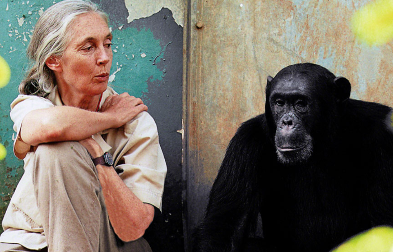The Inspiring Story of Jane Goodall and Gombe National Park - Luxury ...