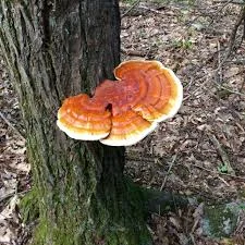 Benefits and Use of Reishi Mushroom — Wild Earth Acupuncture - Portland ...
