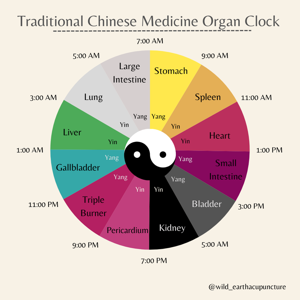 Chinese Medicine Clock — Wild Earth Acupuncture - Portland, Oregon