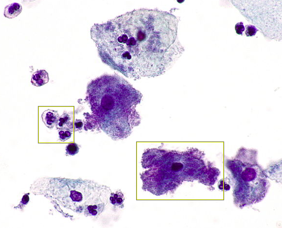 OBGYN/Breast — HoldingOrders.com