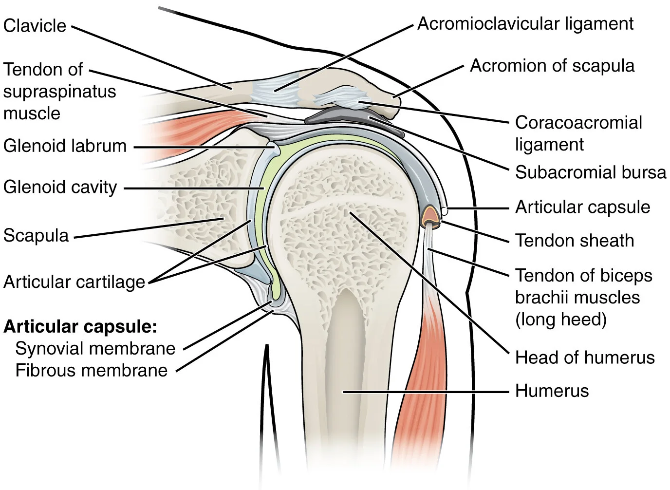 DDX Shoulder Pain HoldingOrders DDX Shoulder Pain HoldingOrders