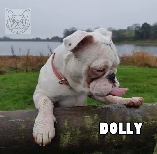 Our adopted dogs — For The Love Of Our Frenchies