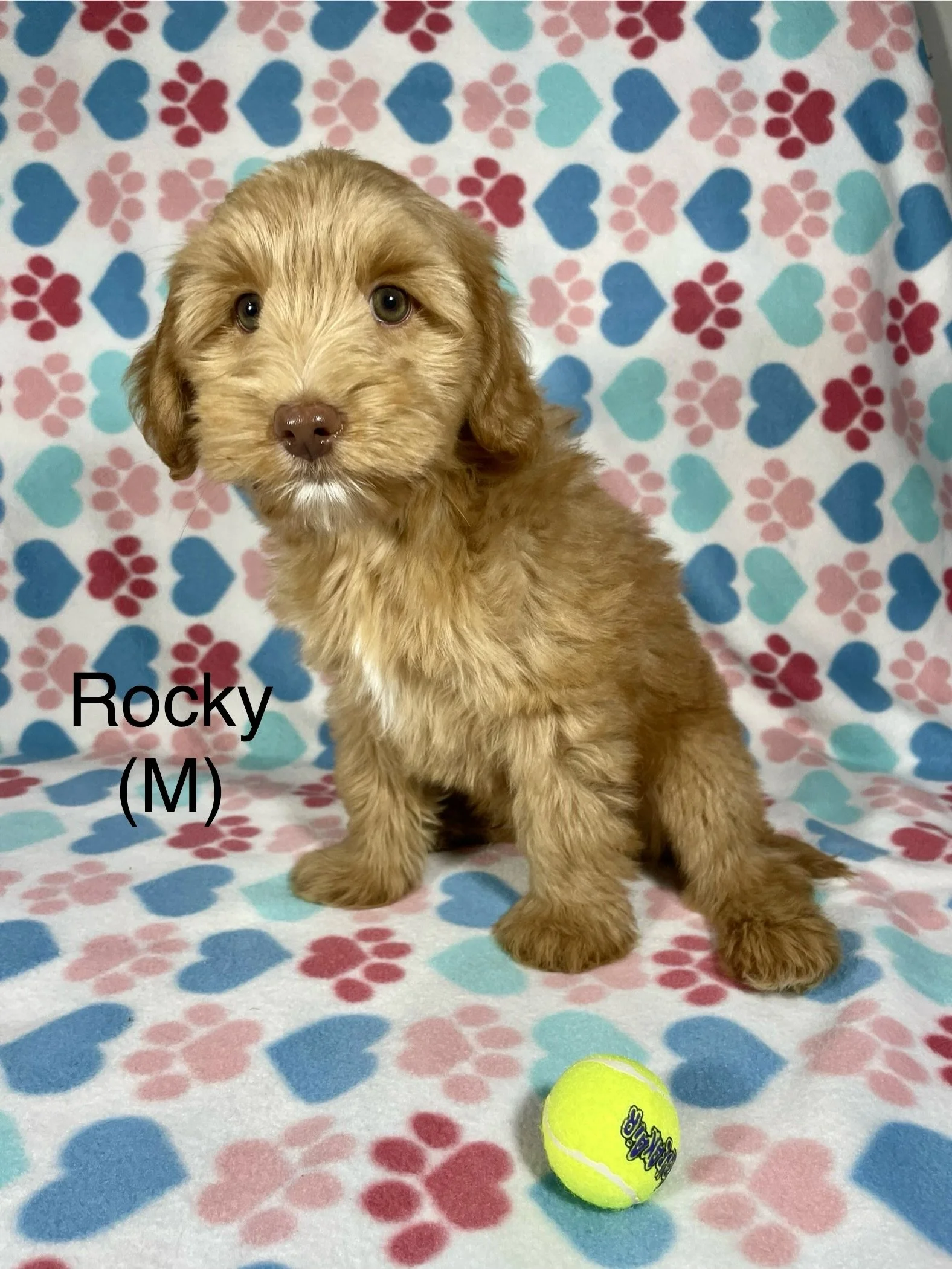 Labradoodle Puppies Ready for Purchase | Brown's Labradoodles NC
