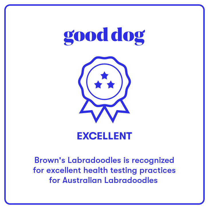 Mini and Medium Australian Labradoodles