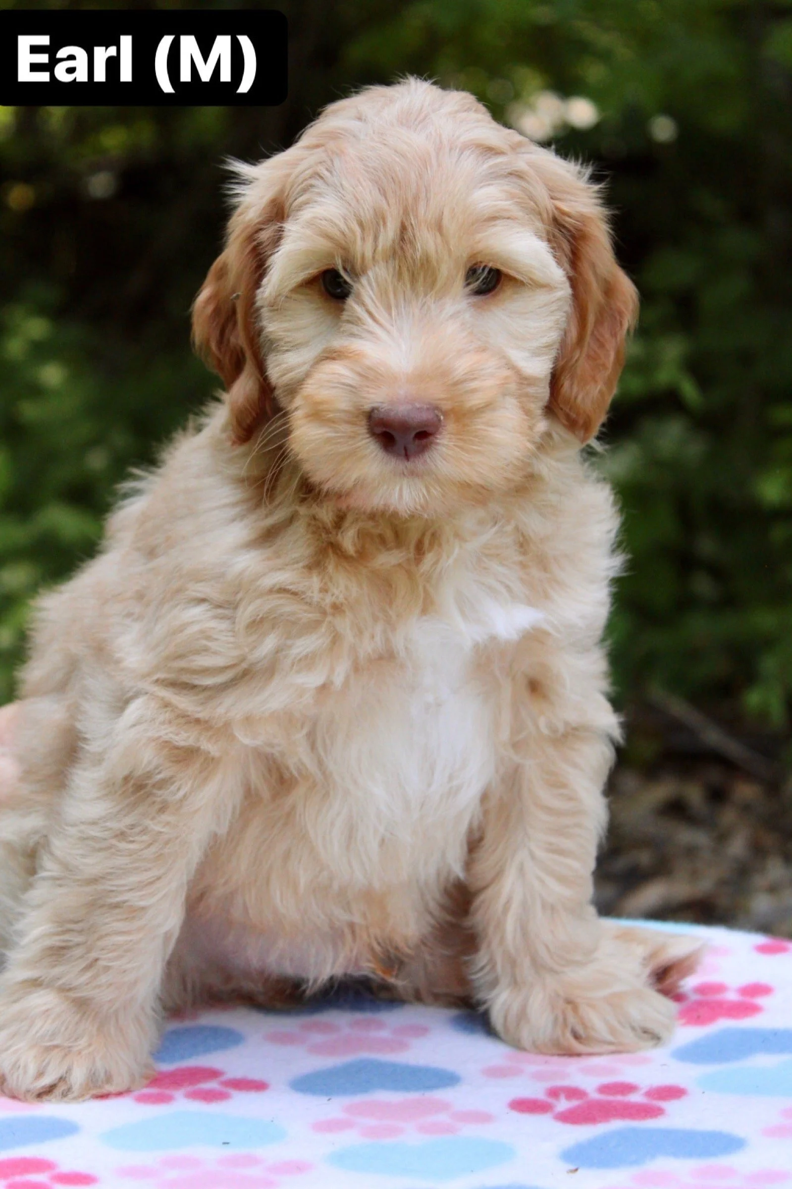Mini Australian Labradoodle Puppies