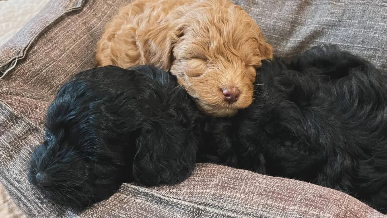Best Medium and Mini Australian Labradoodles | Healthy Labradoodle ...