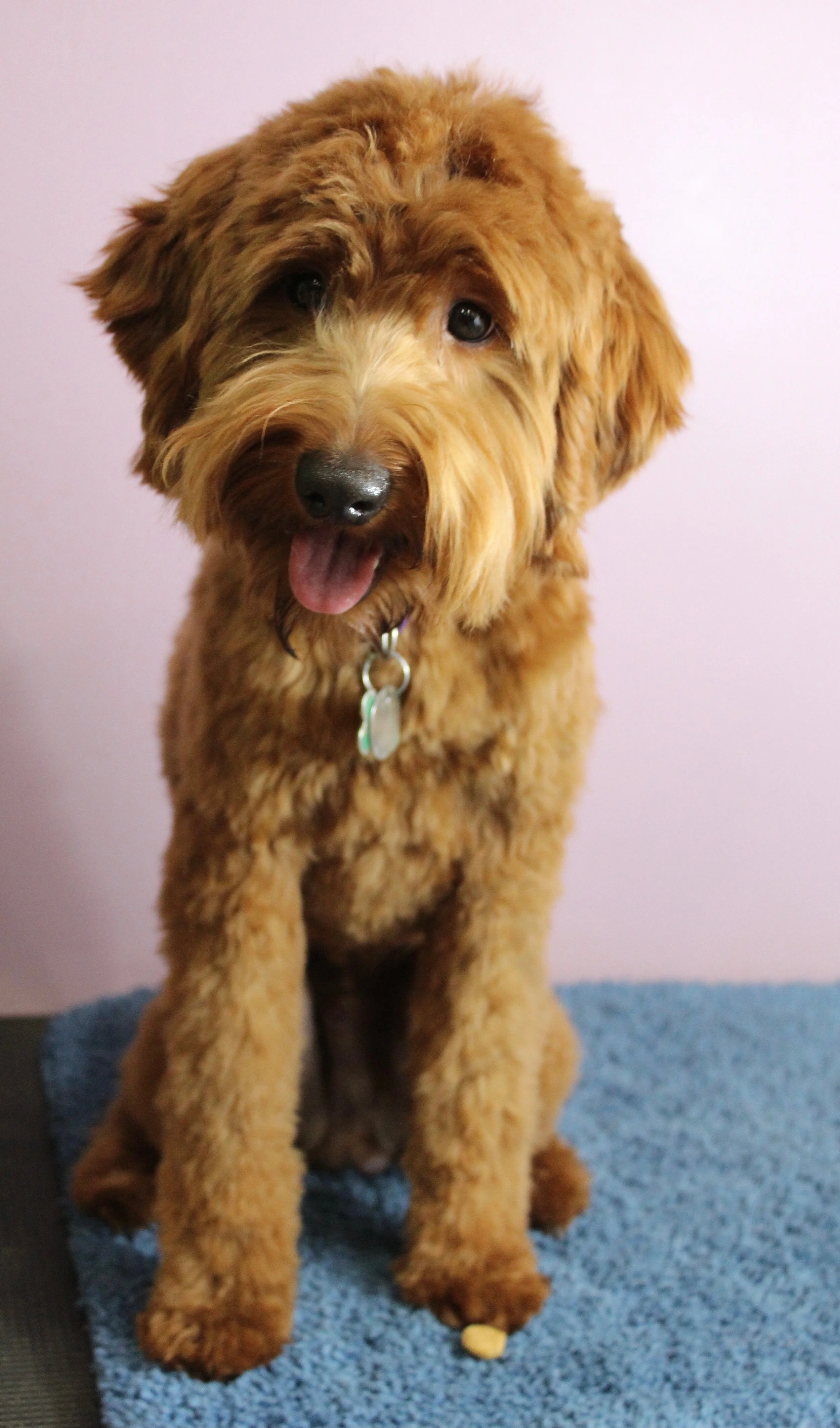 Best Medium and Mini Australian Labradoodles | Healthy Labradoodle ...