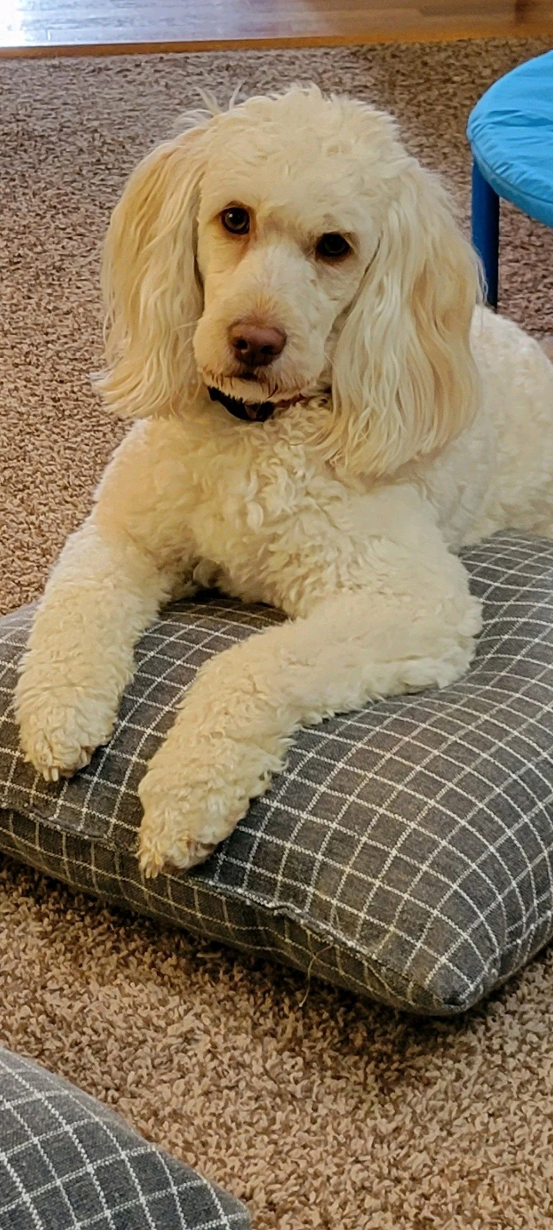 Best Medium and Mini Australian Labradoodles | Healthy Labradoodle ...