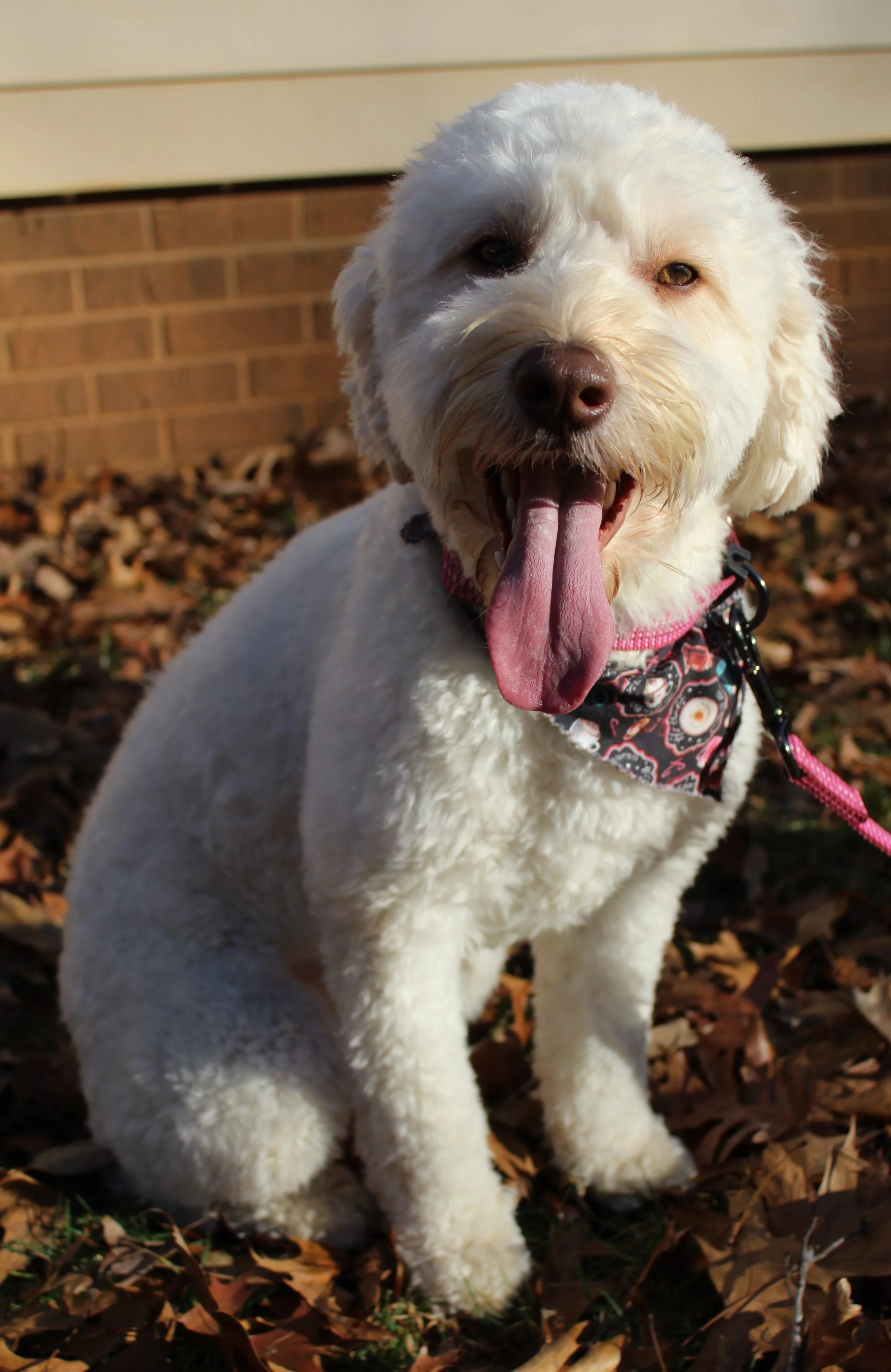 Best Medium and Mini Australian Labradoodles | Healthy Labradoodle ...