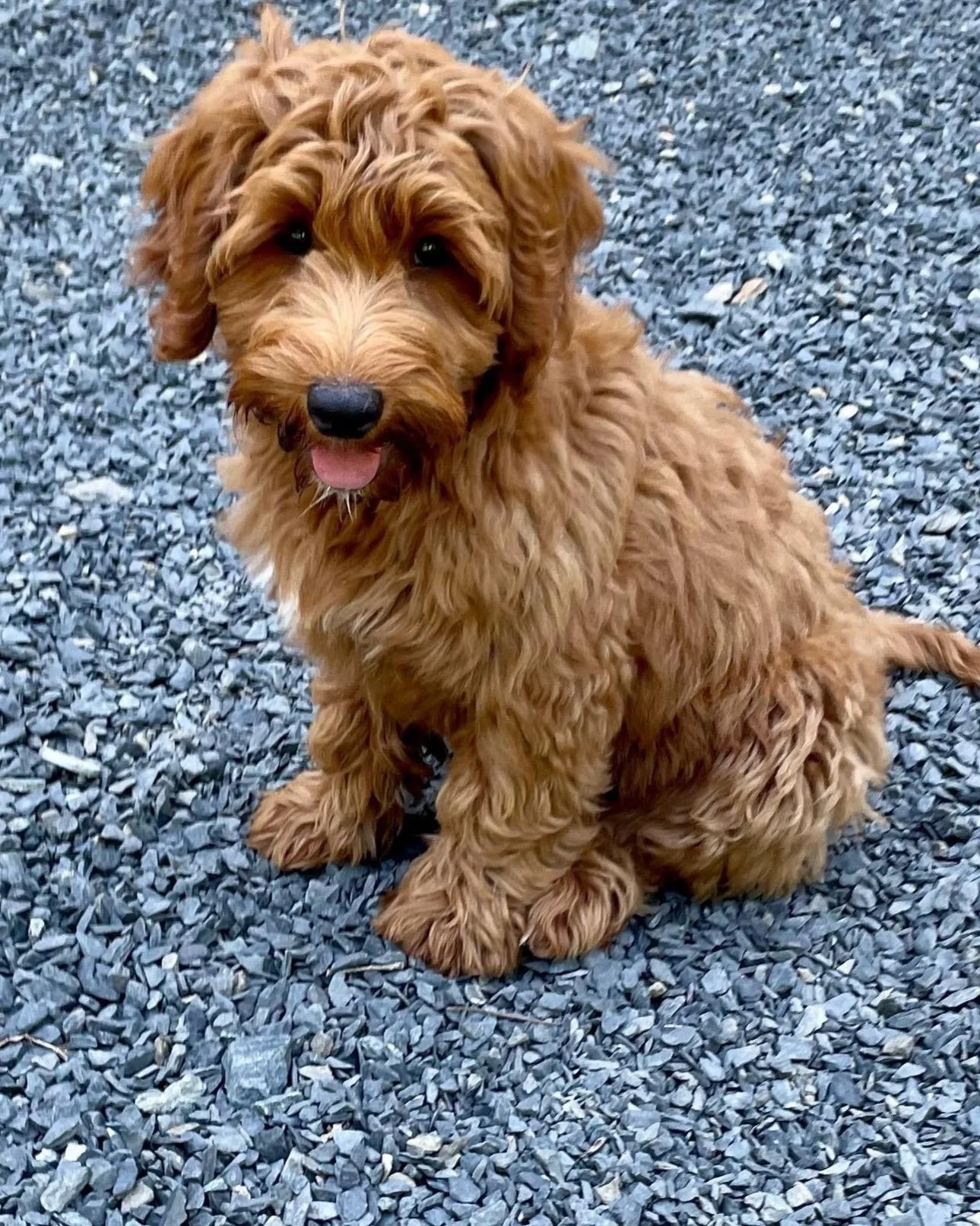 Best Medium and Mini Australian Labradoodles | Healthy Labradoodle ...