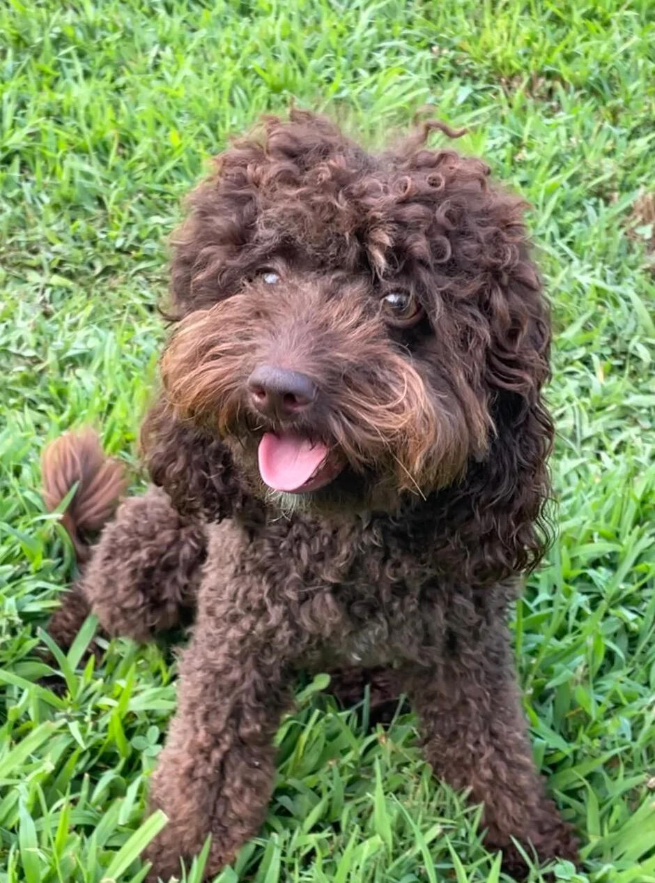 Best Medium and Mini Australian Labradoodles | Healthy Labradoodle ...