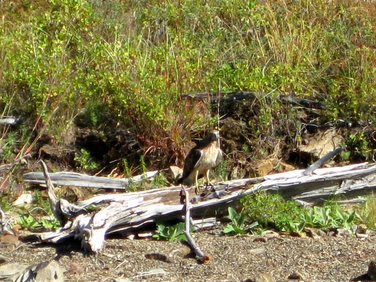 Pactola Lake — Black Hills Hiking, Biking, and More