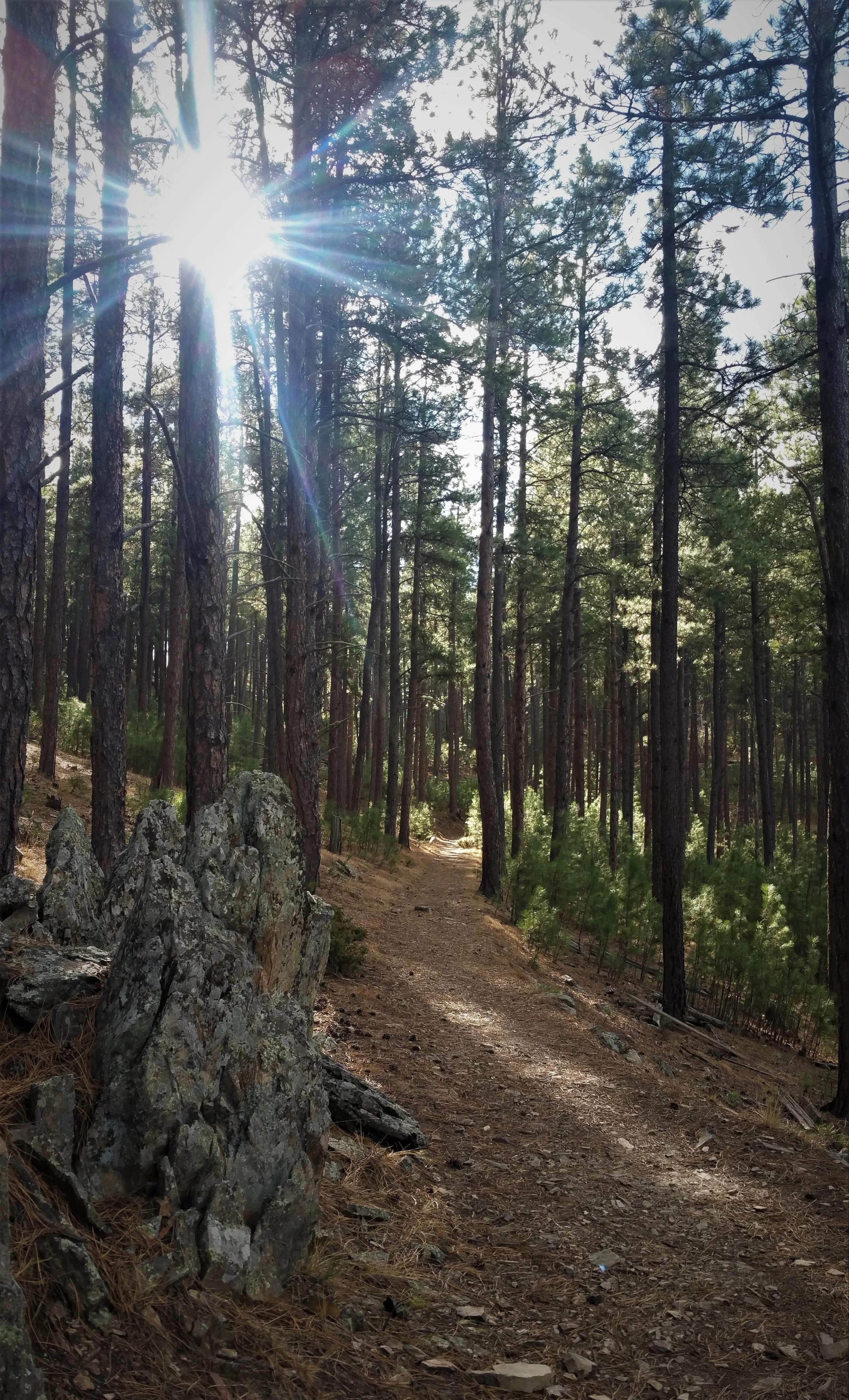 Spring Creek/ Centennial Flume Trailhead — Black Hills Hiking, Biking ...