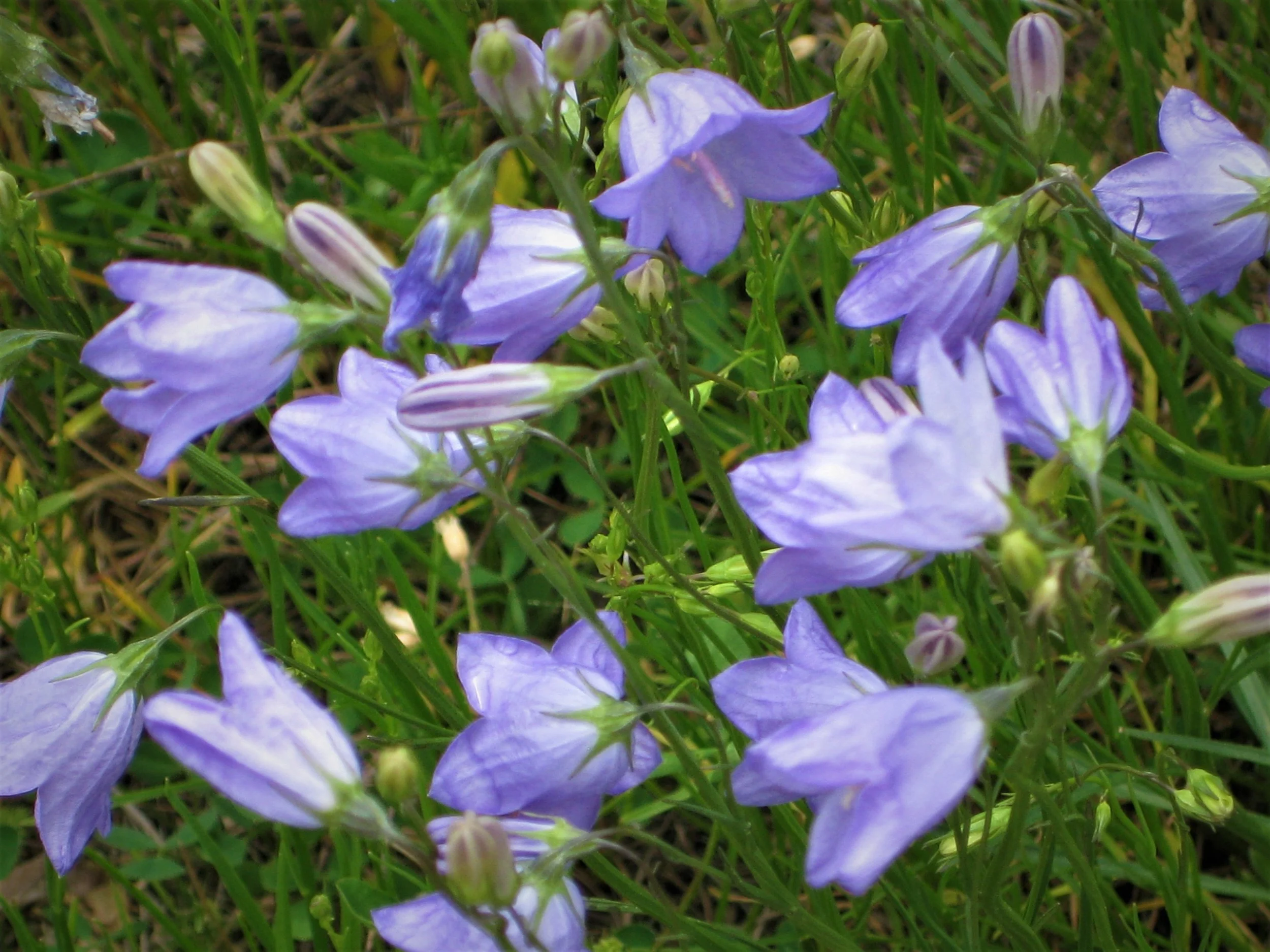 Mickelson Trail — Black Hills Hiking, Biking, and More