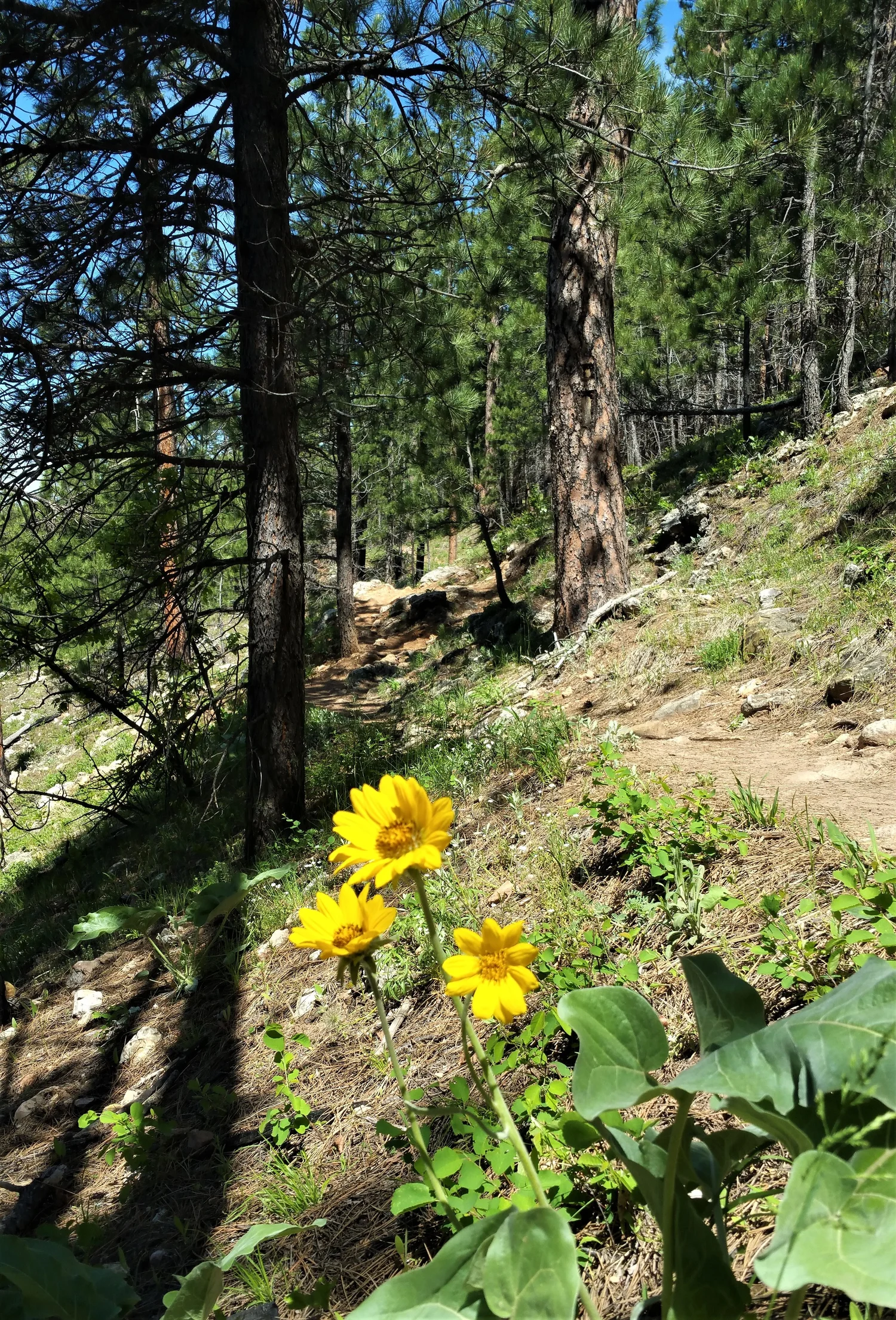 Crow Peak — Black Hills Hiking, Biking, and More