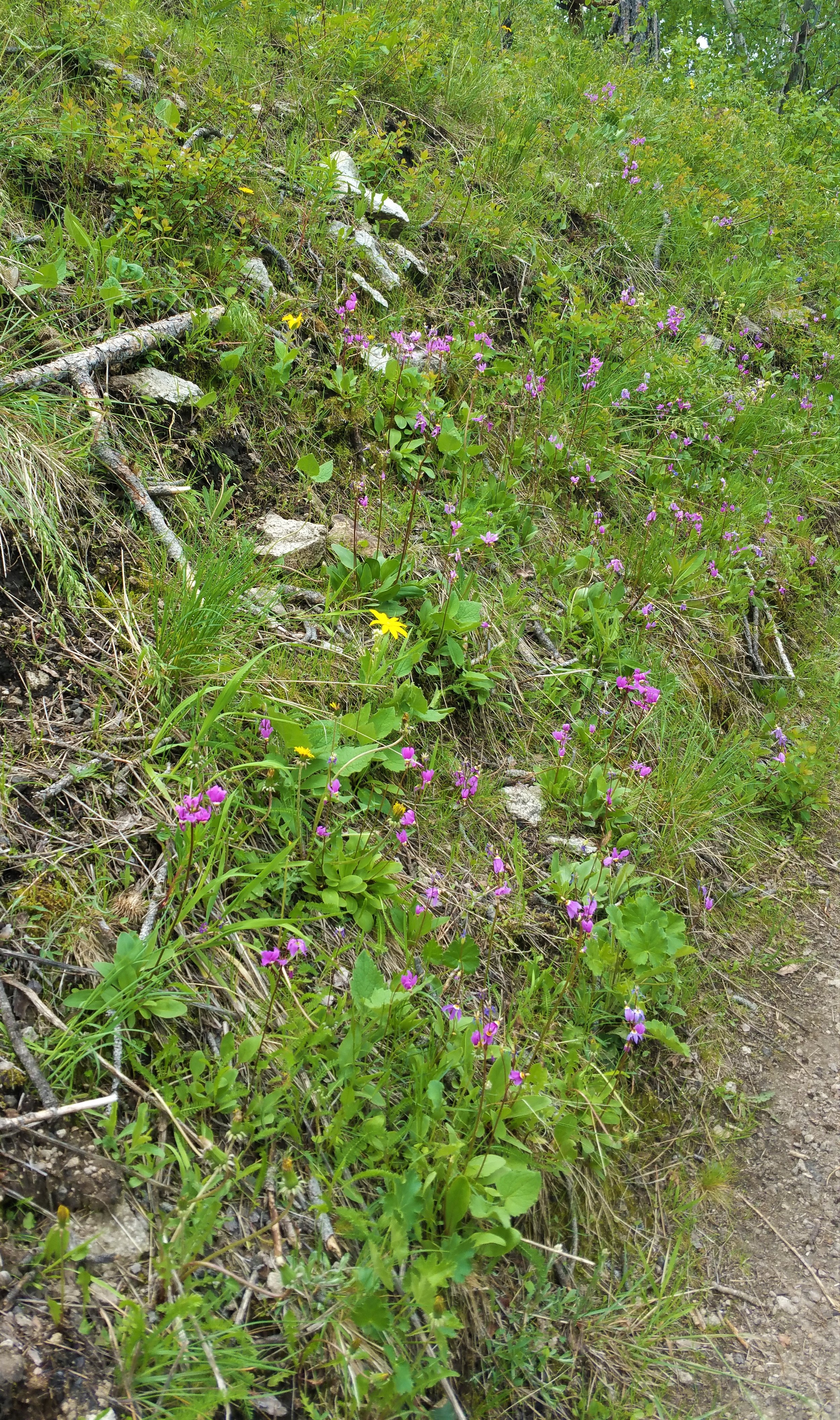 Crow Peak — Black Hills Hiking, Biking, and More