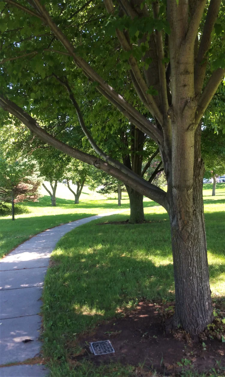 Memory Lane Park — Black Hills Hiking, Biking, and More