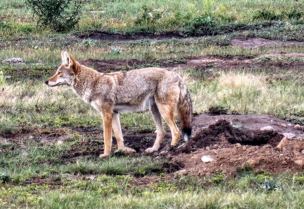 Wildlife Loop Road — Black Hills Hiking, Biking, and More