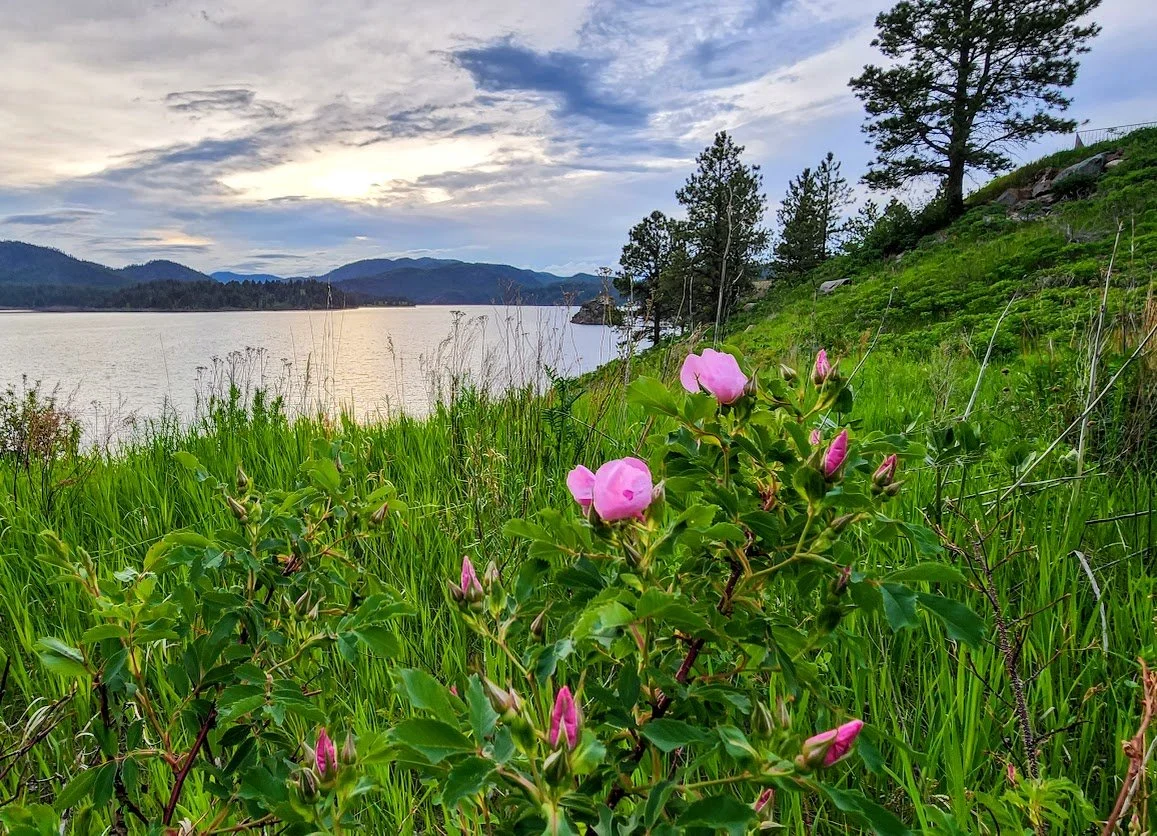 Pactola Lake — Black Hills Hiking, Biking, and More