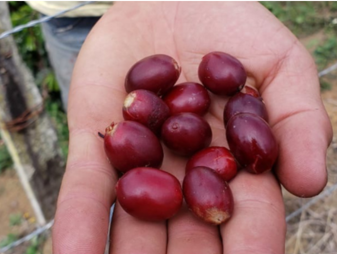 Colombia Huila - Pacamara Double Fermentation — Broad Street Grind