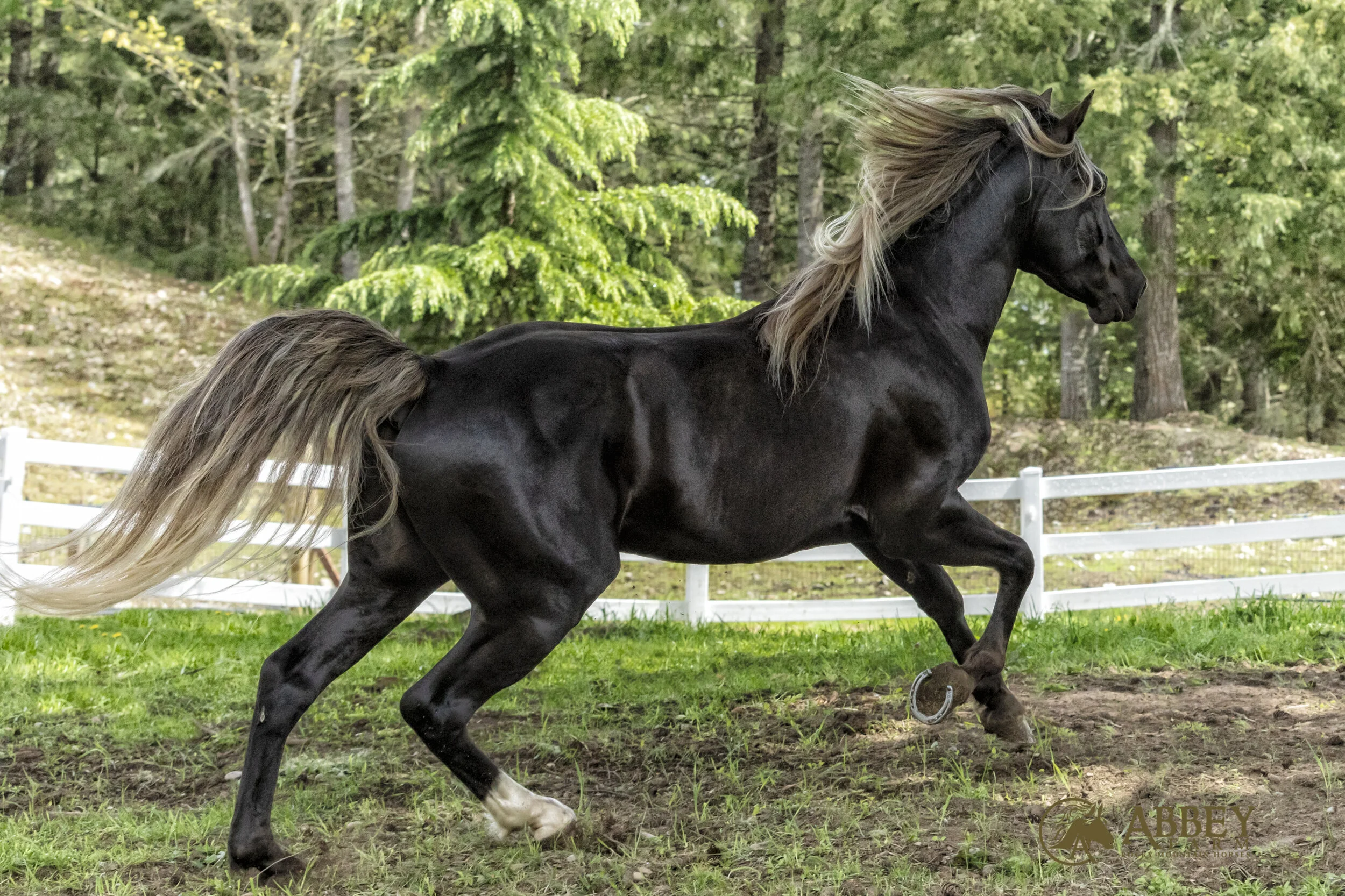 Tim's Maximus — Abbey Rocky Mountain Horses