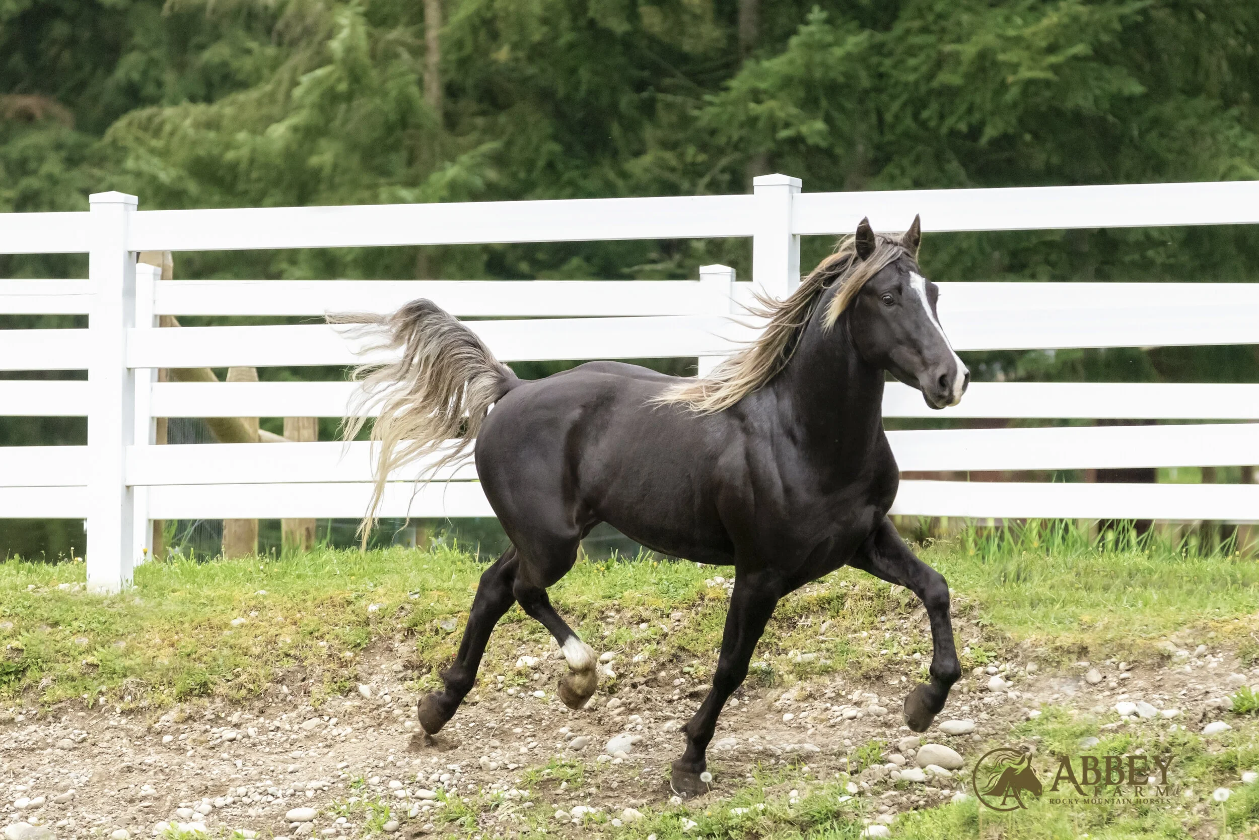 Tim's Maximus — Abbey Rocky Mountain Horses