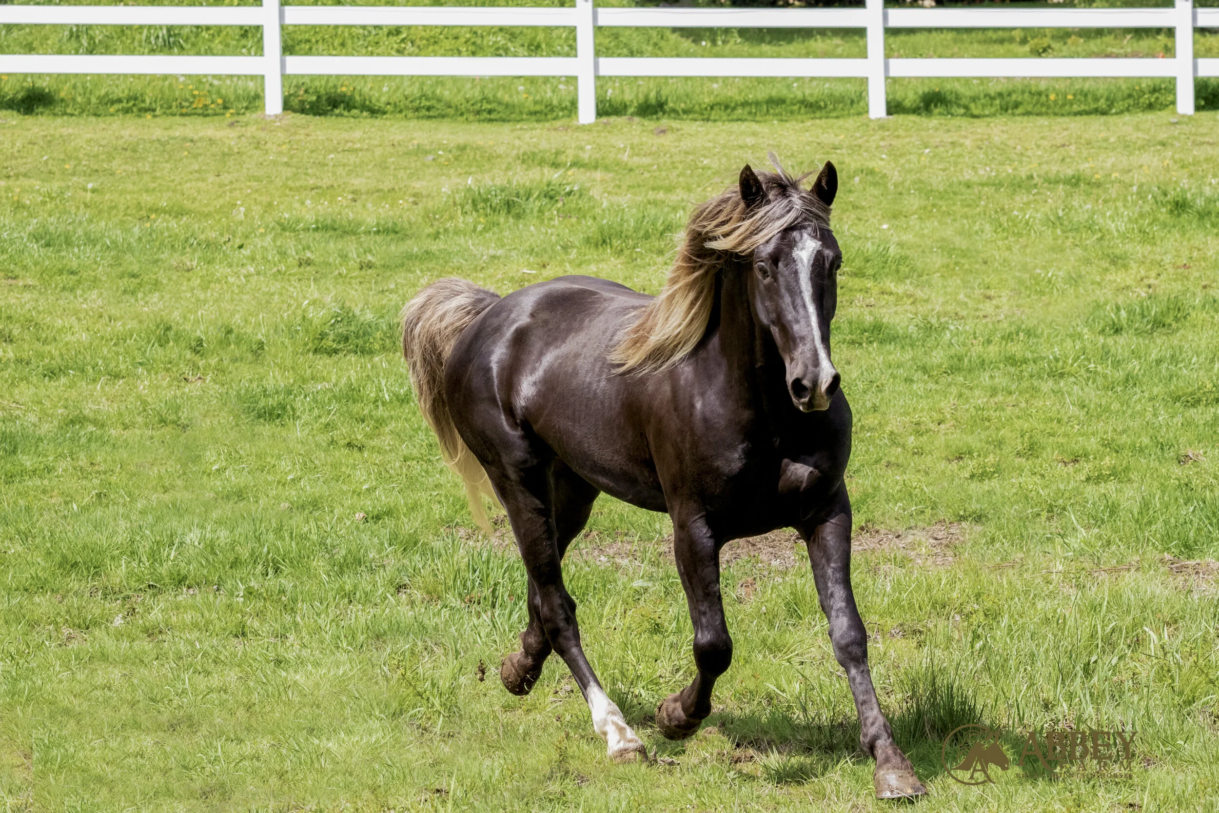 Tim's Maximus — Abbey Rocky Mountain Horses