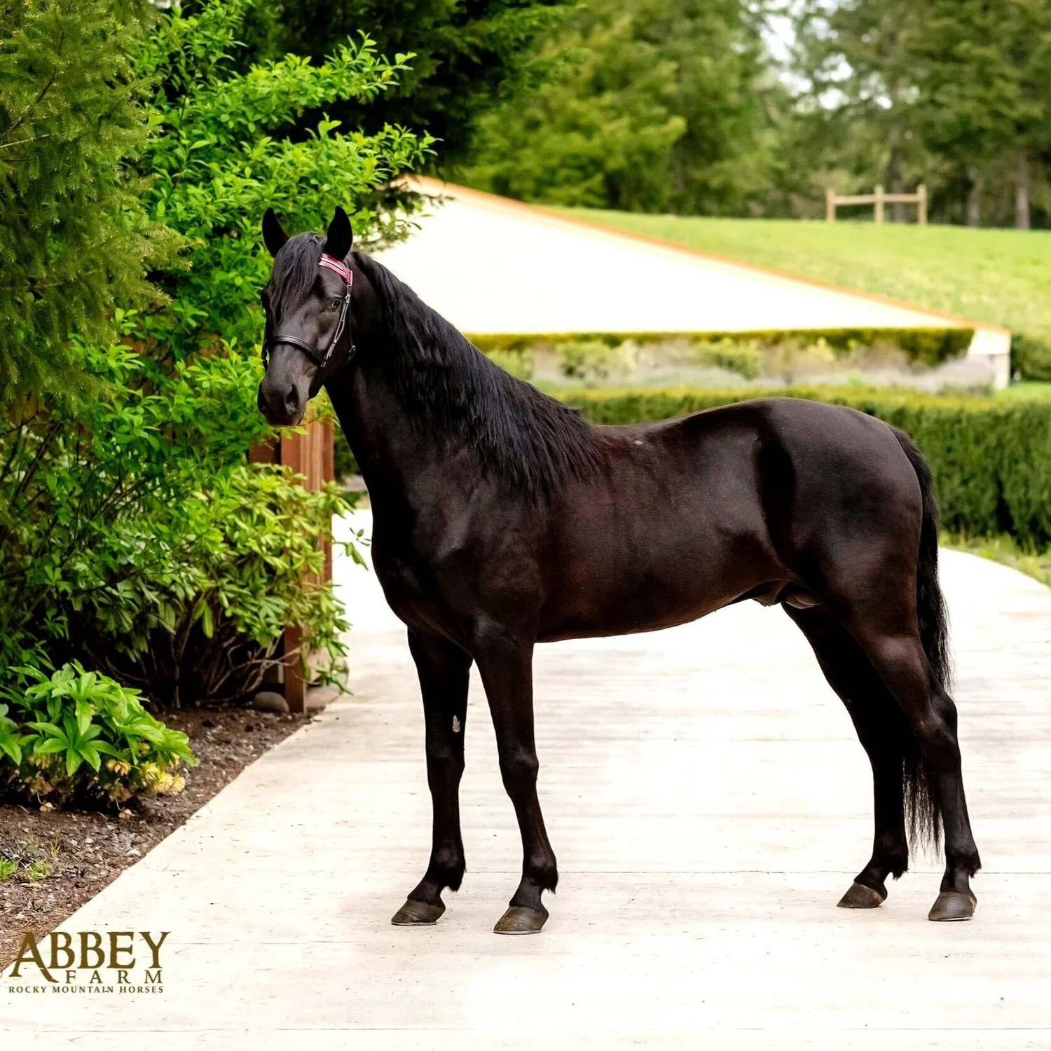 Rocky Mountain Horse Stallion