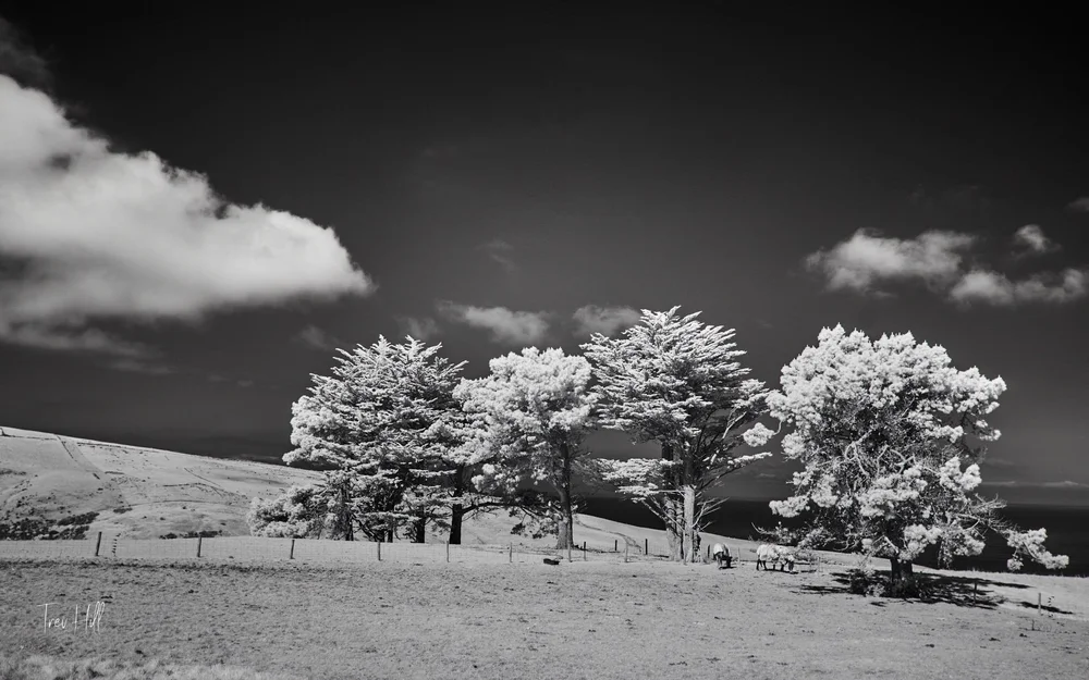 Learning Black and White Infrared Photography — Trev Hill | Dunedin ...