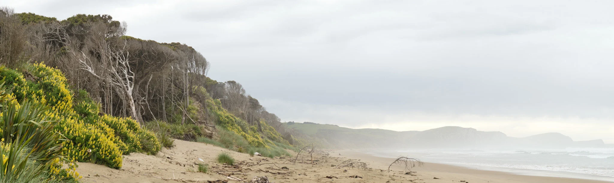 Papatowai: Old Coach Road and Old Possumers Track — Trev Hill | Dunedin ...