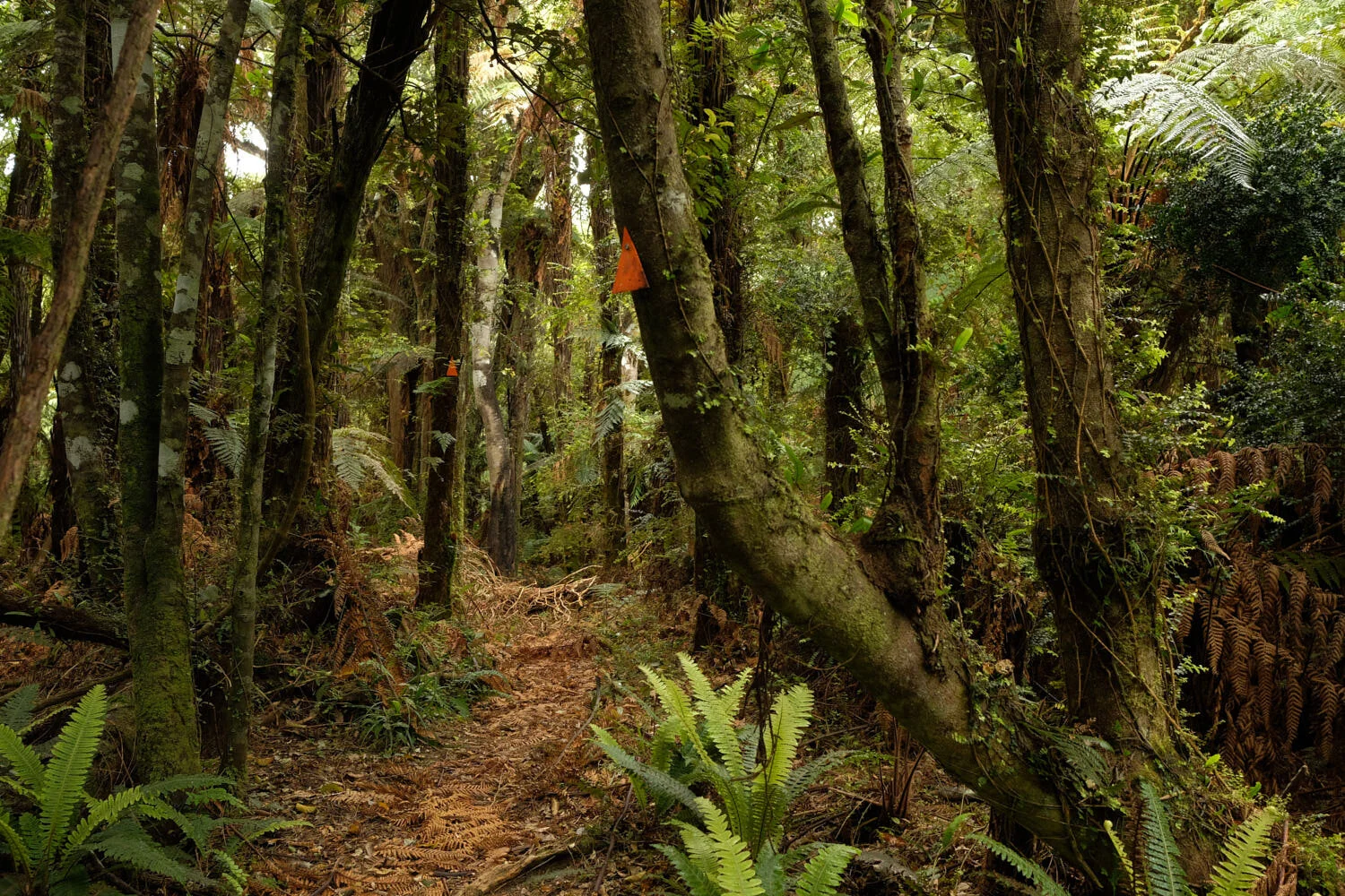 Papatowai: Old Coach Road and Old Possumers Track — Trev Hill | Dunedin ...