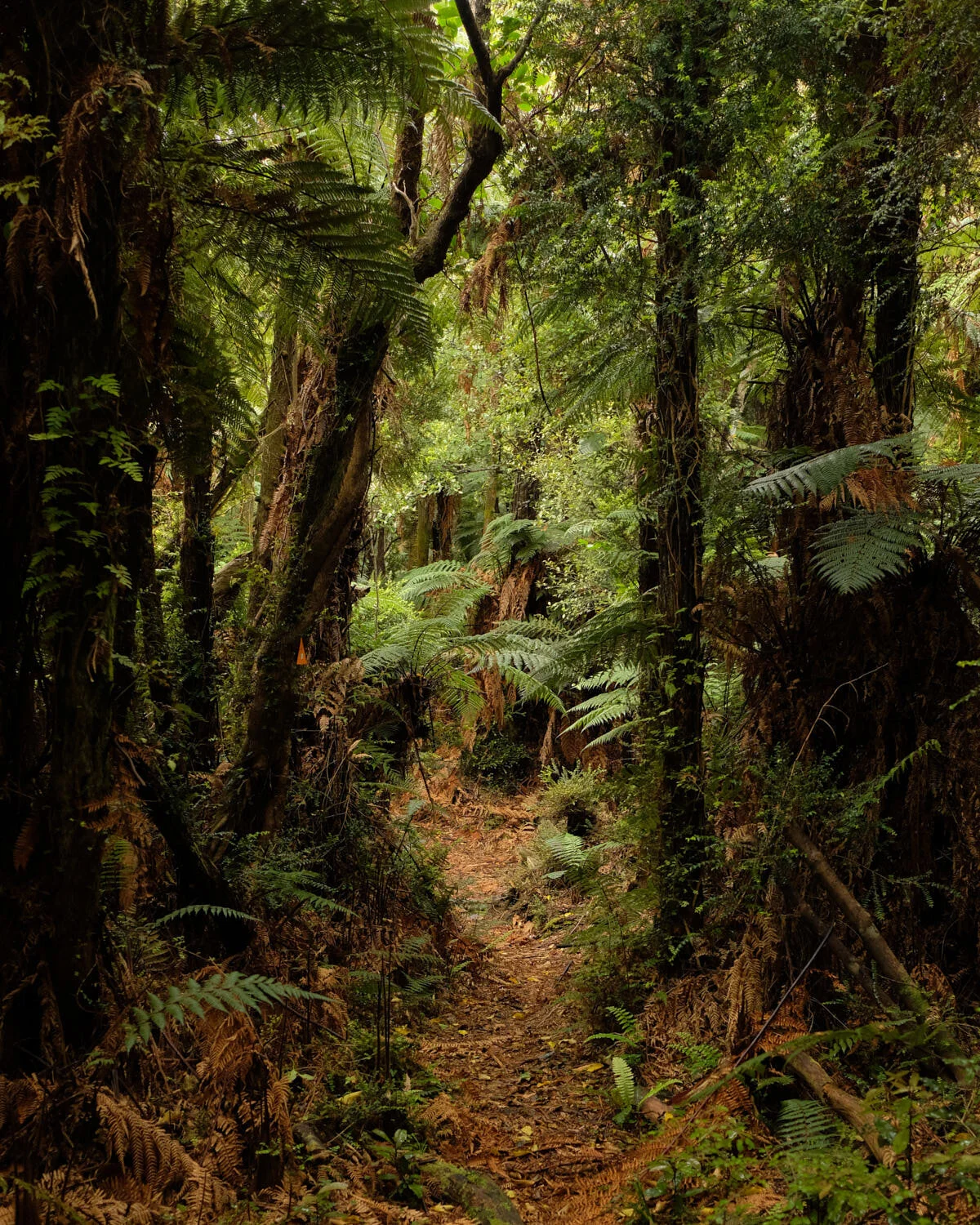 Papatowai: Old Coach Road and Old Possumers Track — Trev Hill | Dunedin ...