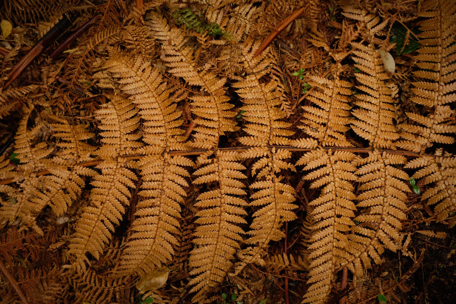 Papatowai: Old Coach Road and Old Possumers Track — Trev Hill | Dunedin ...