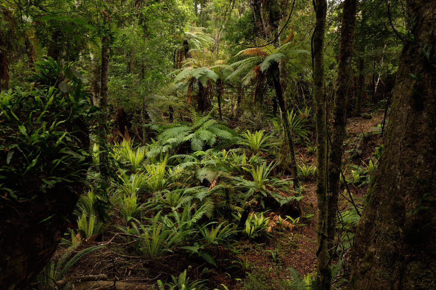 Papatowai: Old Coach Road and Old Possumers Track — Trev Hill | Dunedin ...
