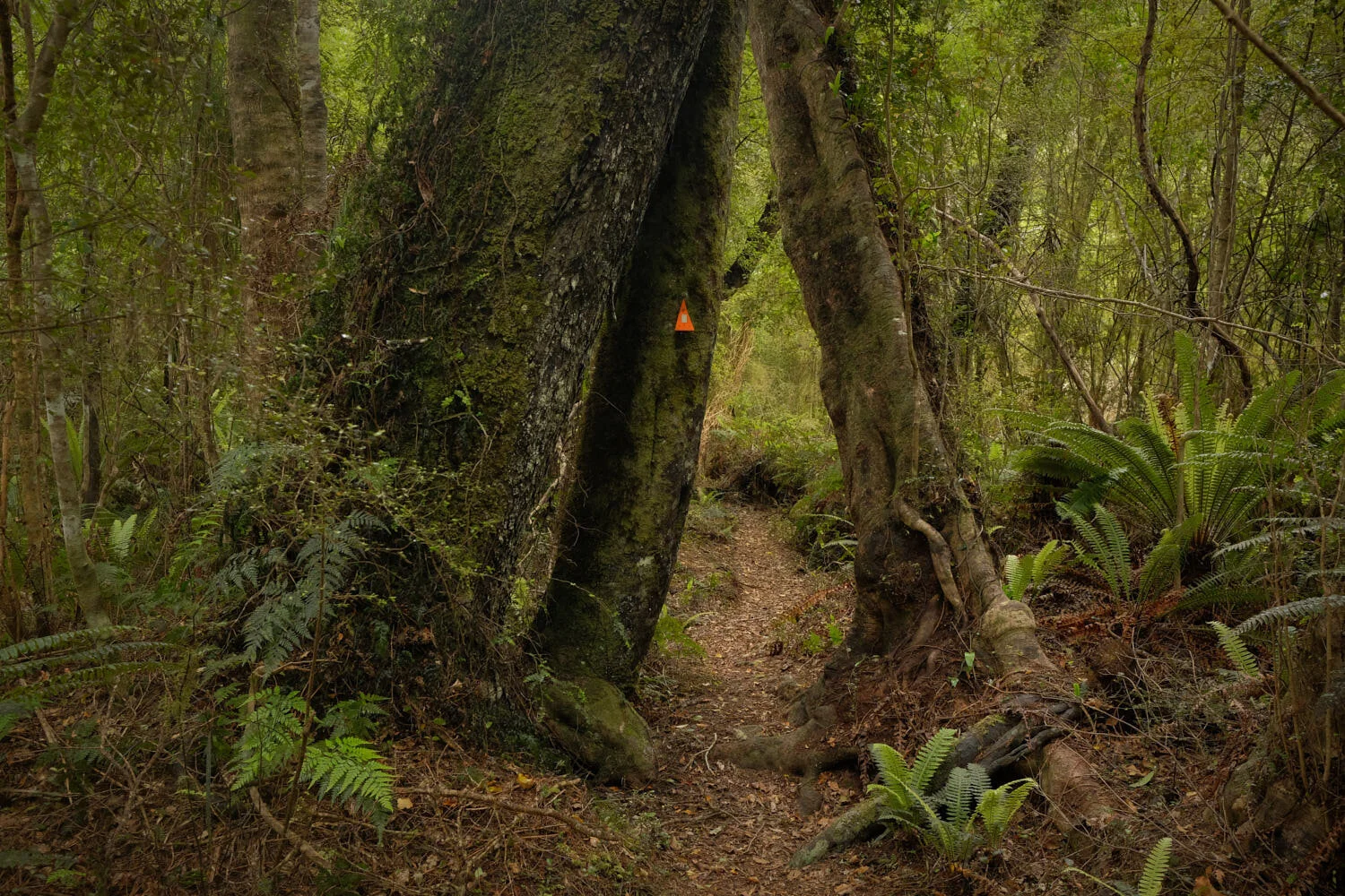 Papatowai: Old Coach Road and Old Possumers Track — Trev Hill | Dunedin ...