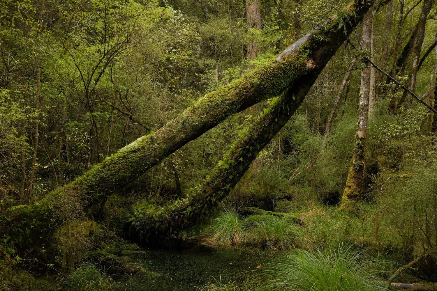 Papatowai: Old Coach Road and Old Possumers Track — Trev Hill | Dunedin ...