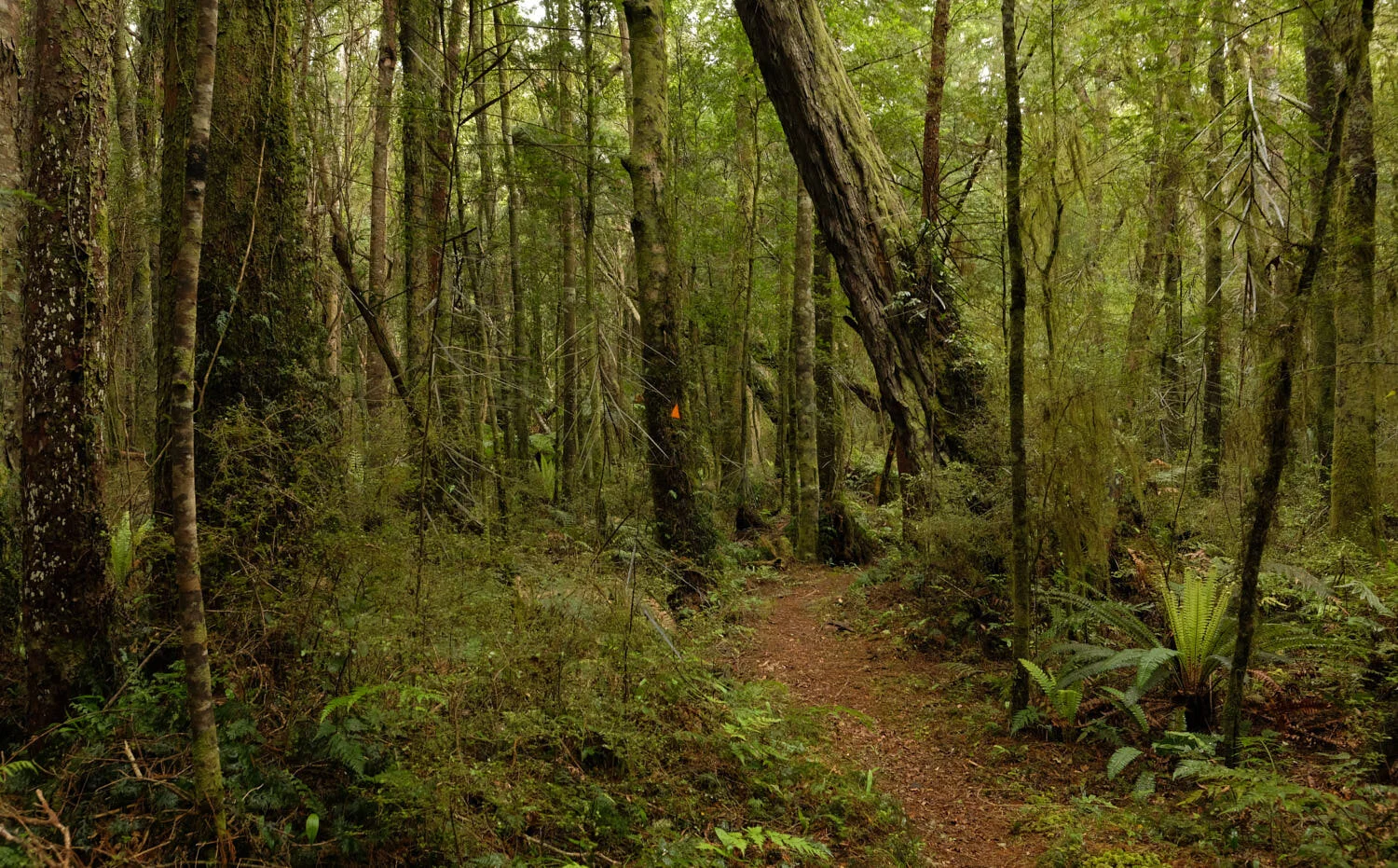 Papatowai: Old Coach Road and Old Possumers Track — Trev Hill | Dunedin ...
